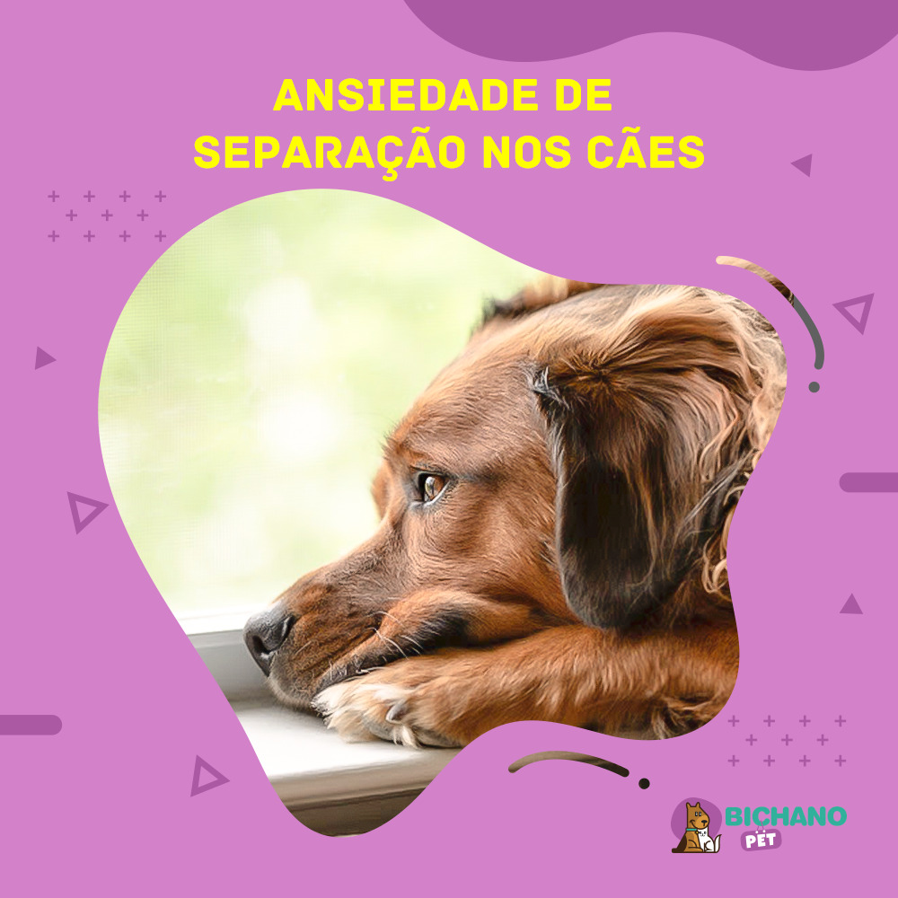 Ansiedade de Separação – Bichano Pet